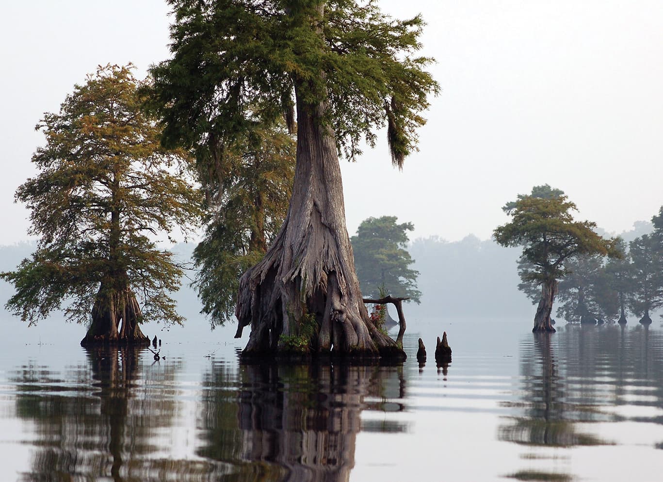 New Orleans Swamp Tours - Cajun Encounters