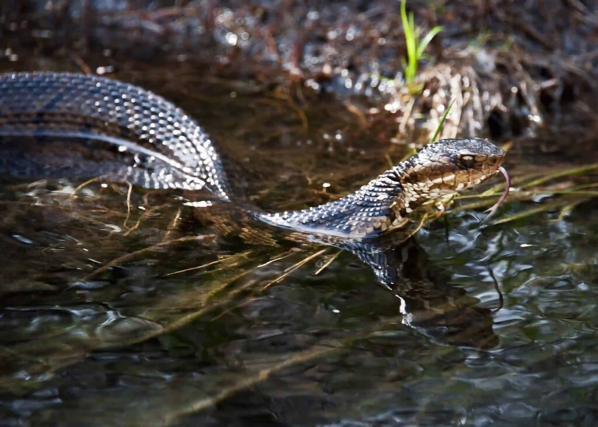 Swamp Encounters 101: Water Moccasins vs Water Snakes- Blog